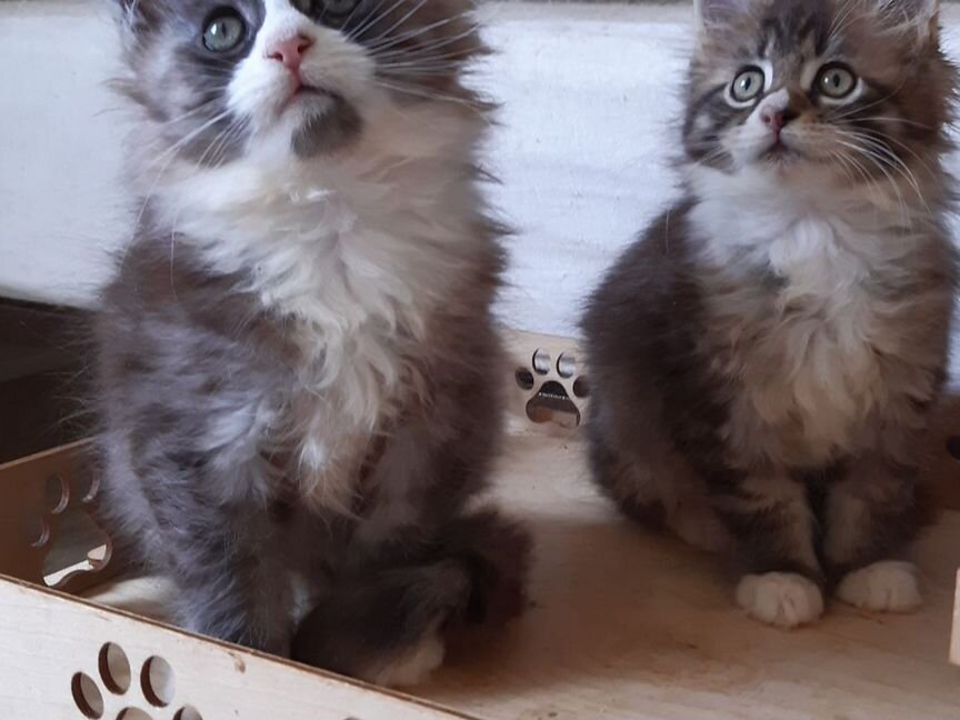 Котята мейн-кун кошечки