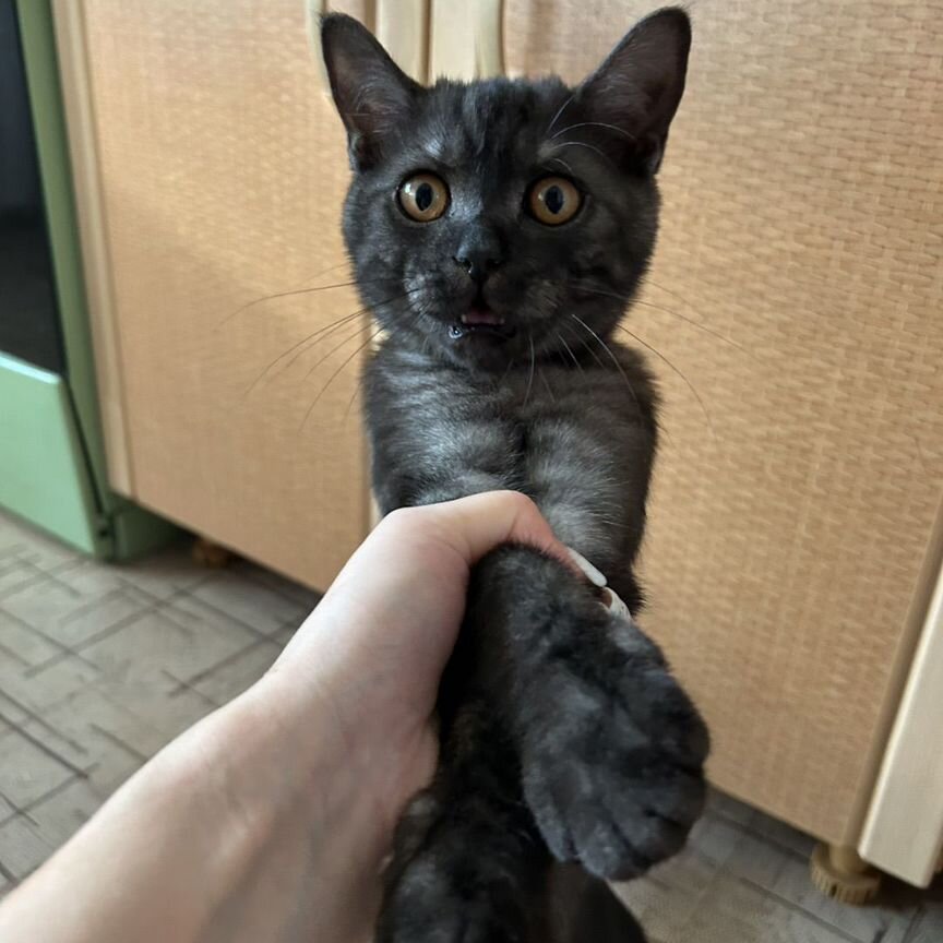 Шотландские прямоухие котята