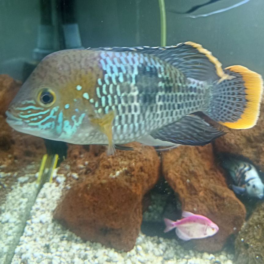 Акара бирюзовая