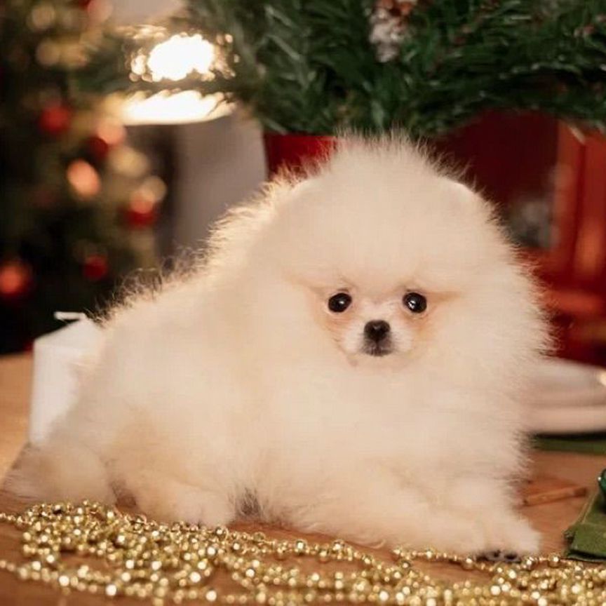 Померанский шпиц, щенок