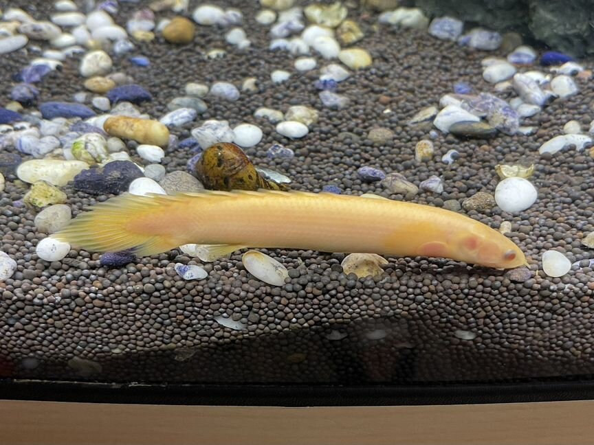 Полиптерус альбинос