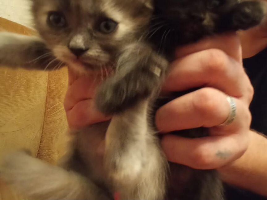 Котята хайленд страйт