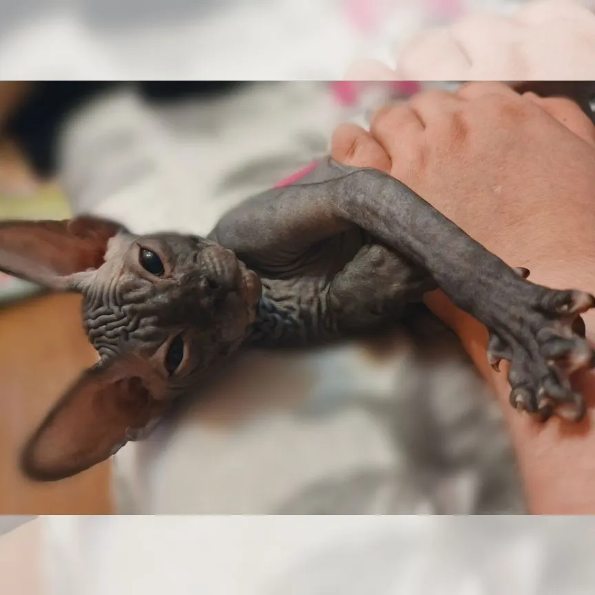 Котенок донского сфинкса