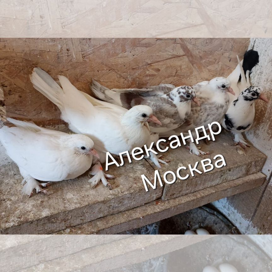 Бакинские высоколётные бойные