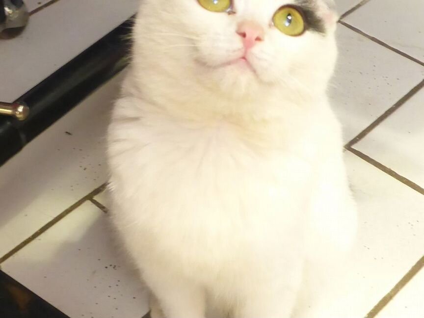 Безухий Котенок Эми