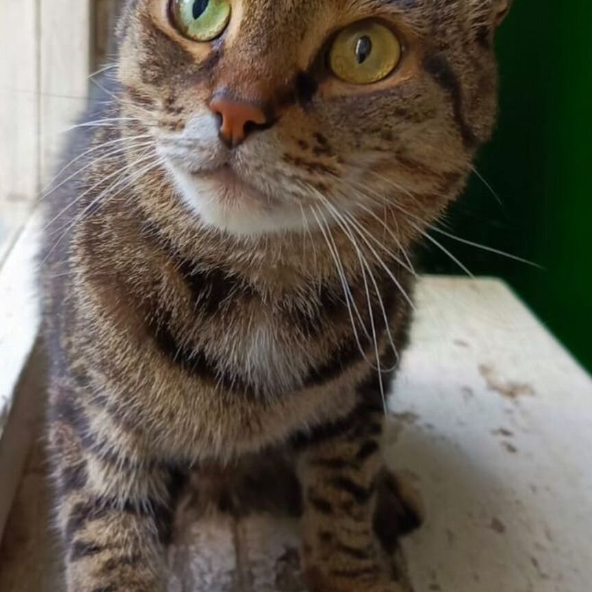 Молодой котик