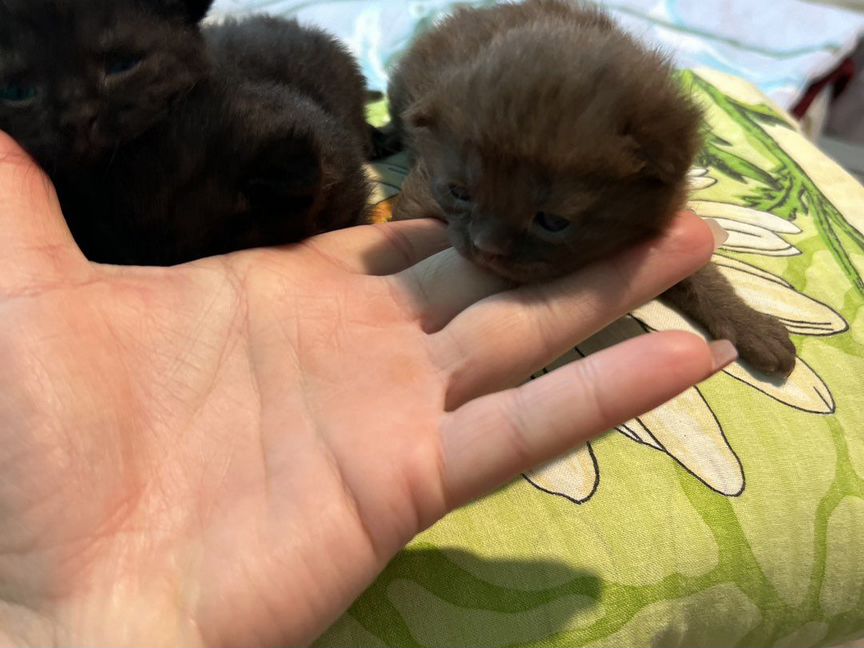 Кошки в добрые руки породистые "британцы"