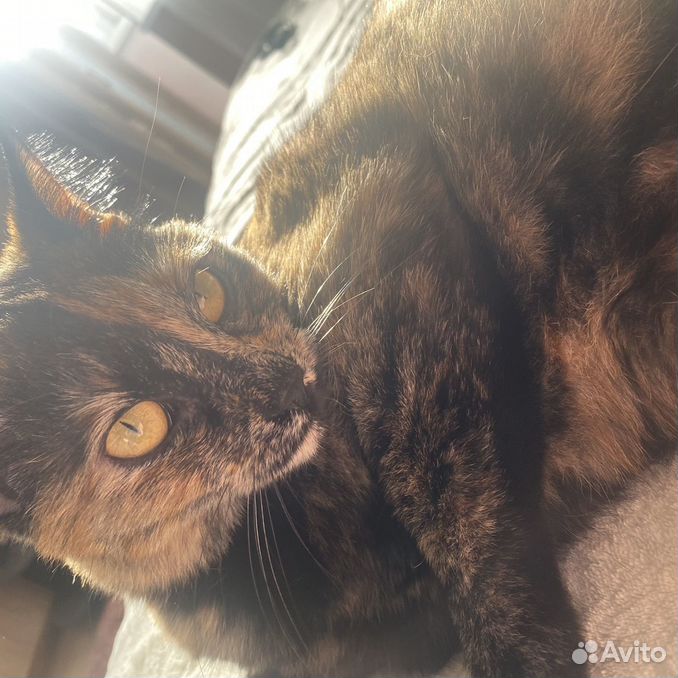 Потерялась любимая котя