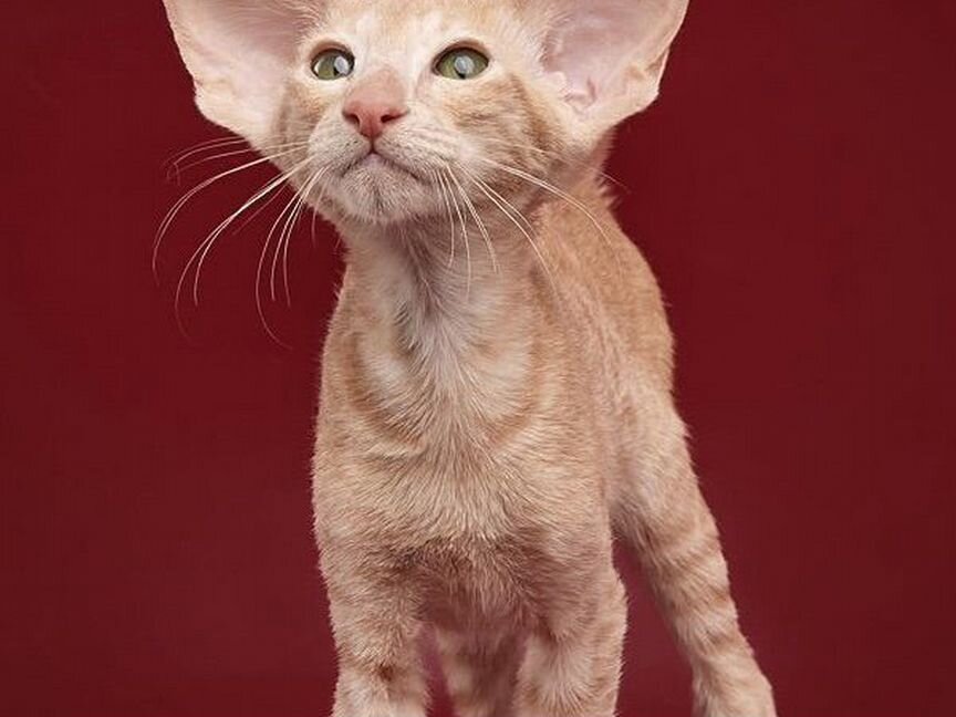 Ориентальные котята в экстремальном типе