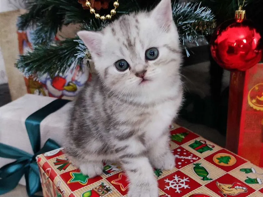 Шотландские котята