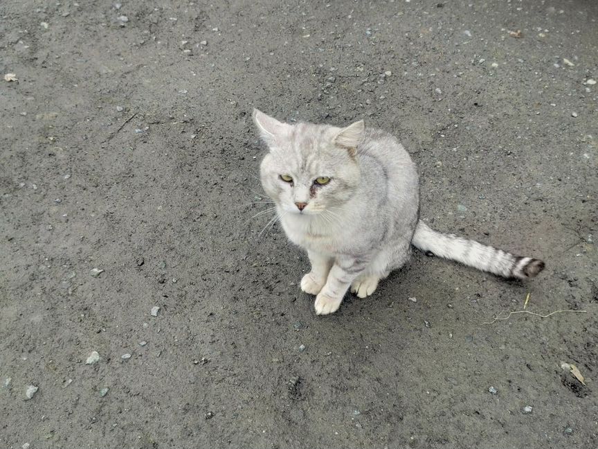 Зелёноглазый кот ищет свой дом