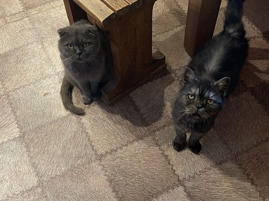 Отдам кошку и кота в добрые руки (Британцы)