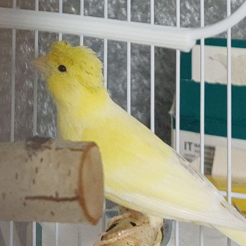 Кенор