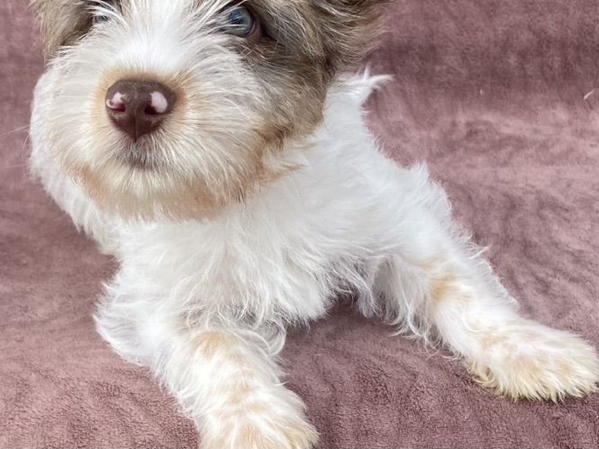 Шокоберри,Цветные йорки