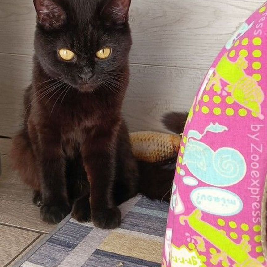 Черная кошка