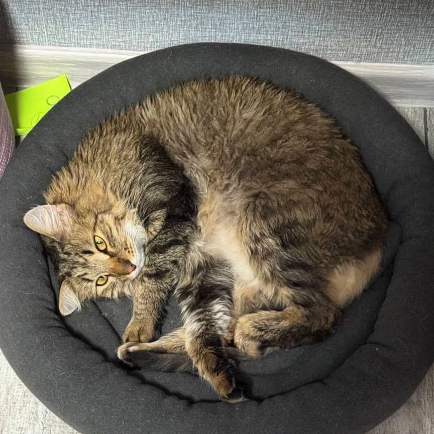Отдам кота в добрые руки бесплатно