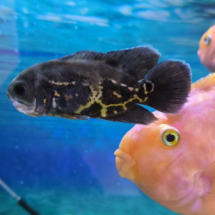 Астронотус молодой