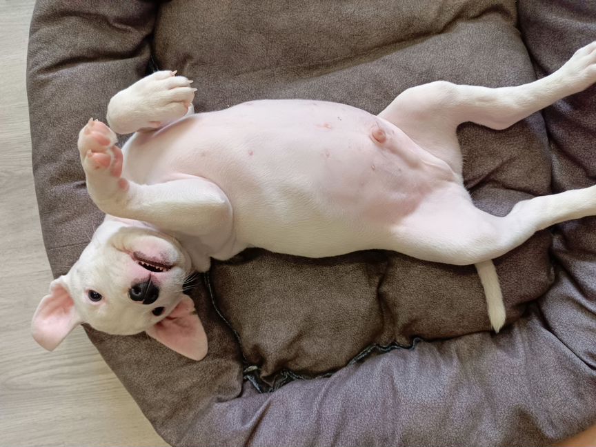 Американский стаффордширский терьер