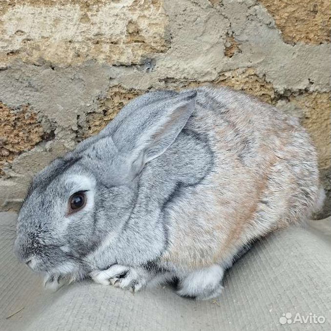 Обменяю самца на племя