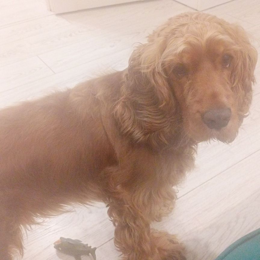 Вязка, девочка англ. Кокер спаниель