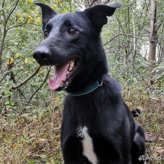 Добрый охранник, собака в дар