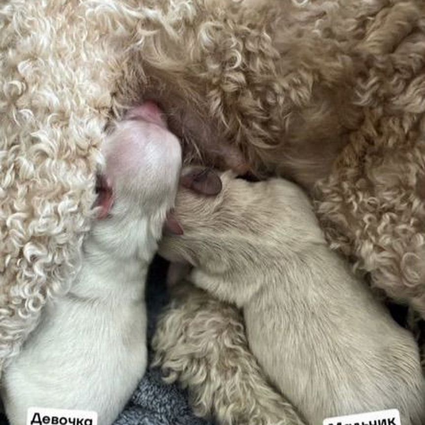 Малыши мальтипу