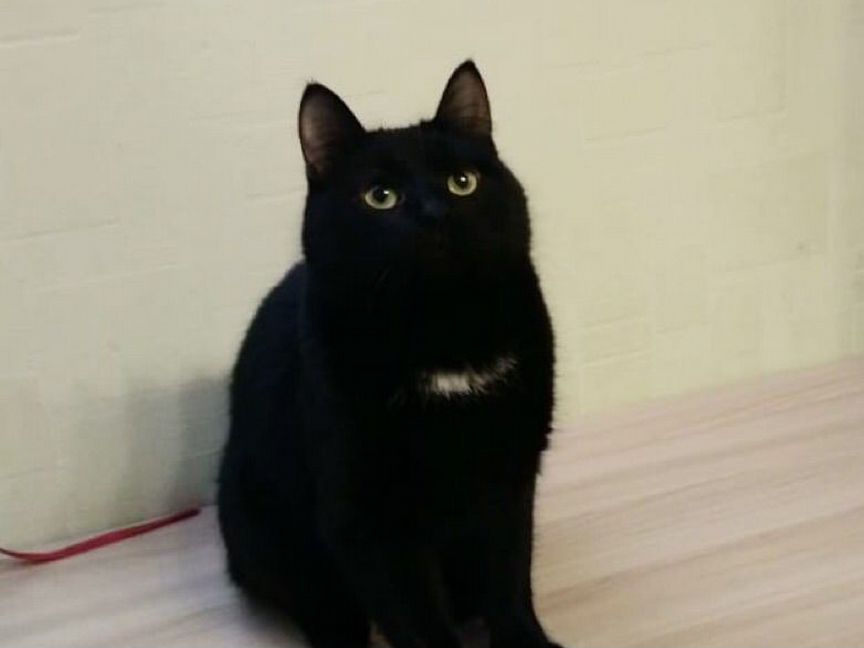 Кошки в добрые руки