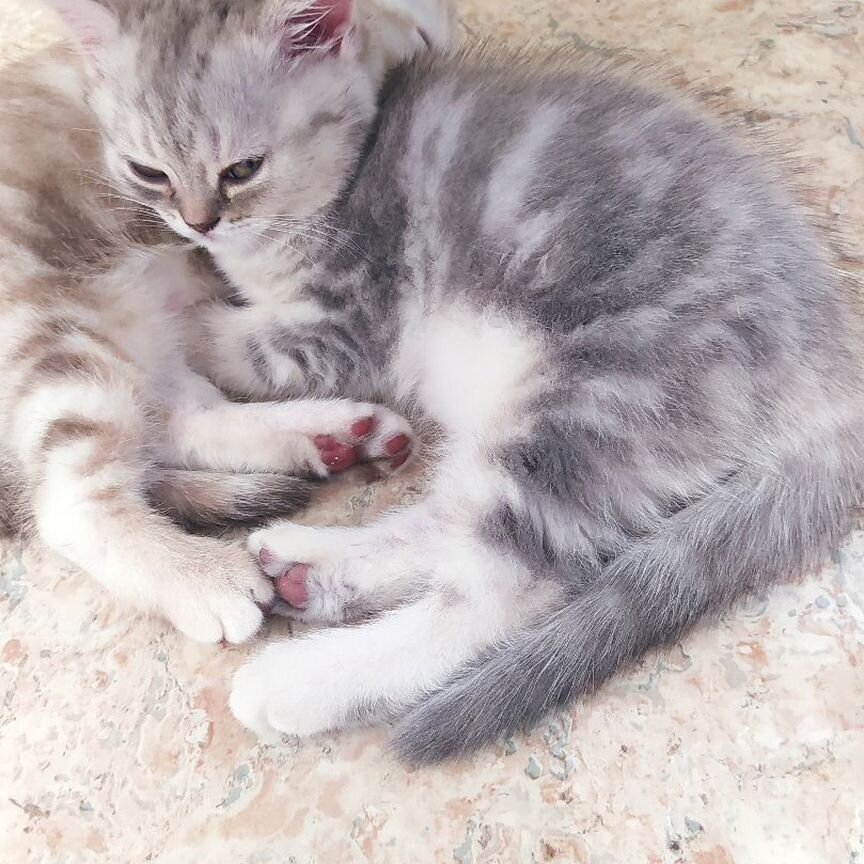 Шотландские котята