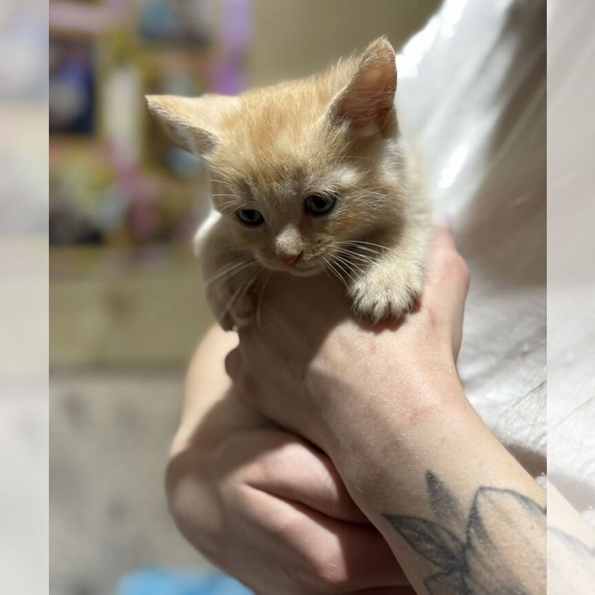 Котёнок в добрые руки