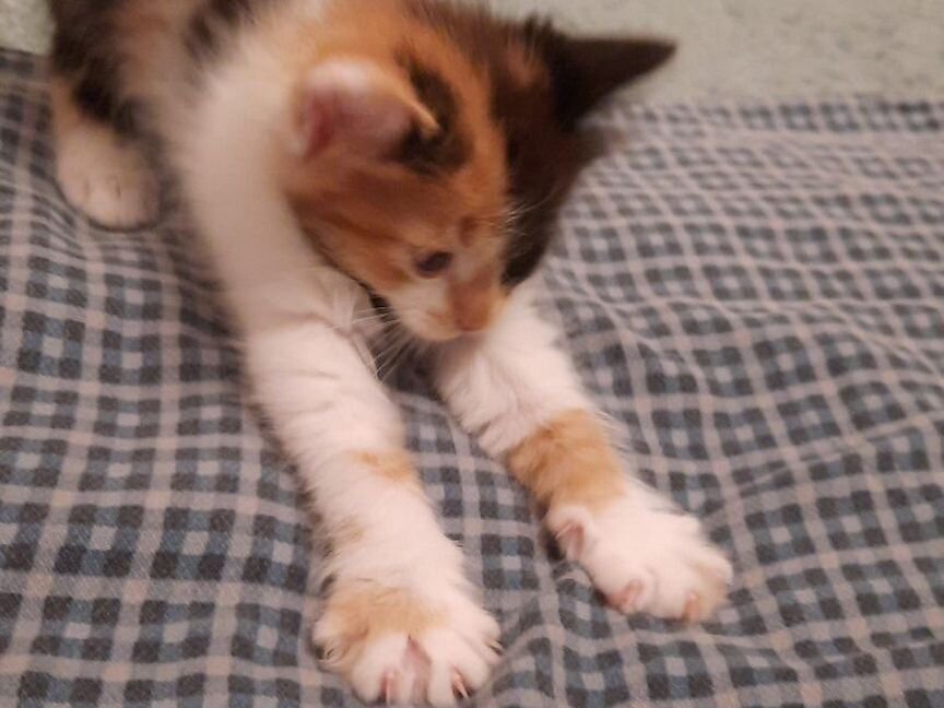 Кошка