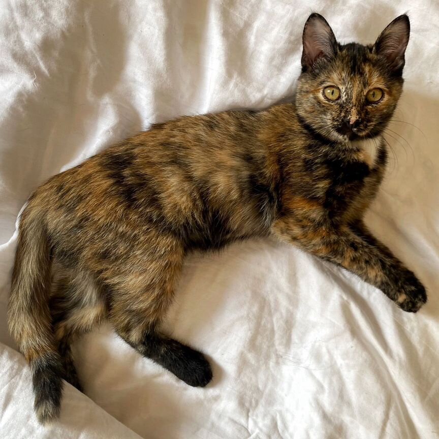 Котенок