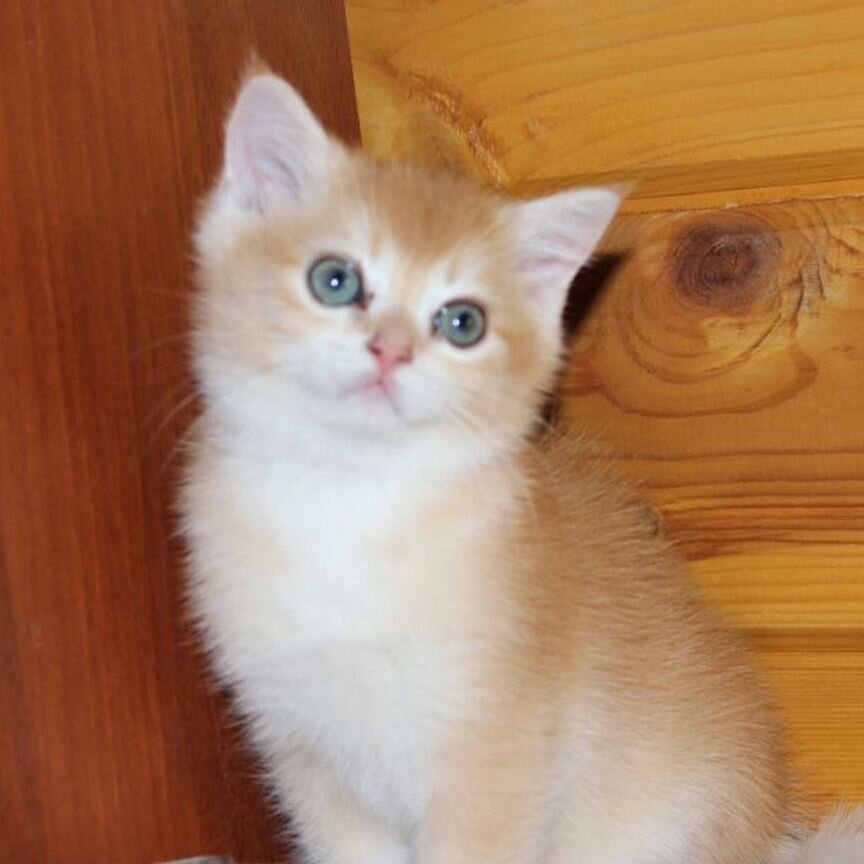 Котик 12 окрас