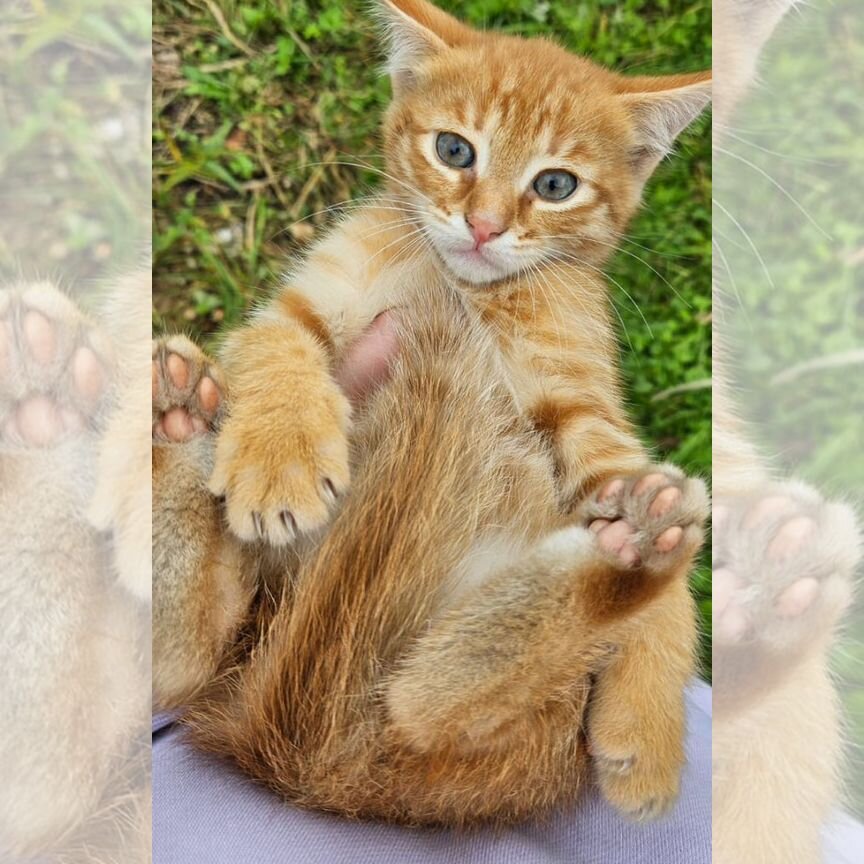 Котята с СНТ в добрые руки