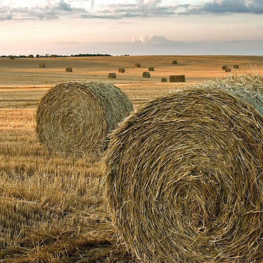 Сено люцерны и суданки в рулонах