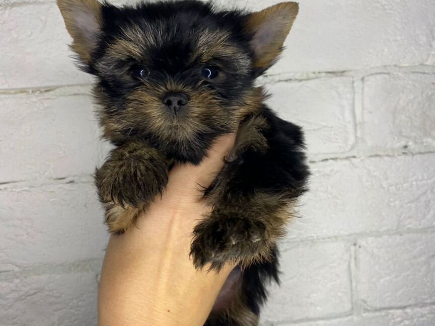 Йорочка беби фейс