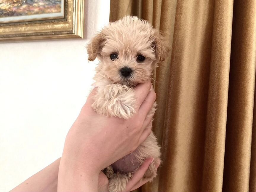 Мальтипу F1 mini малыш