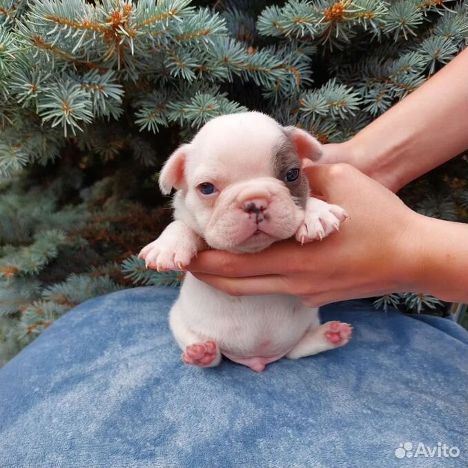 Мальчик французский бульдог