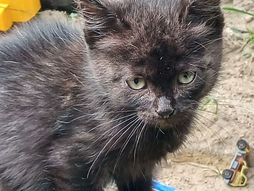 Кошка
