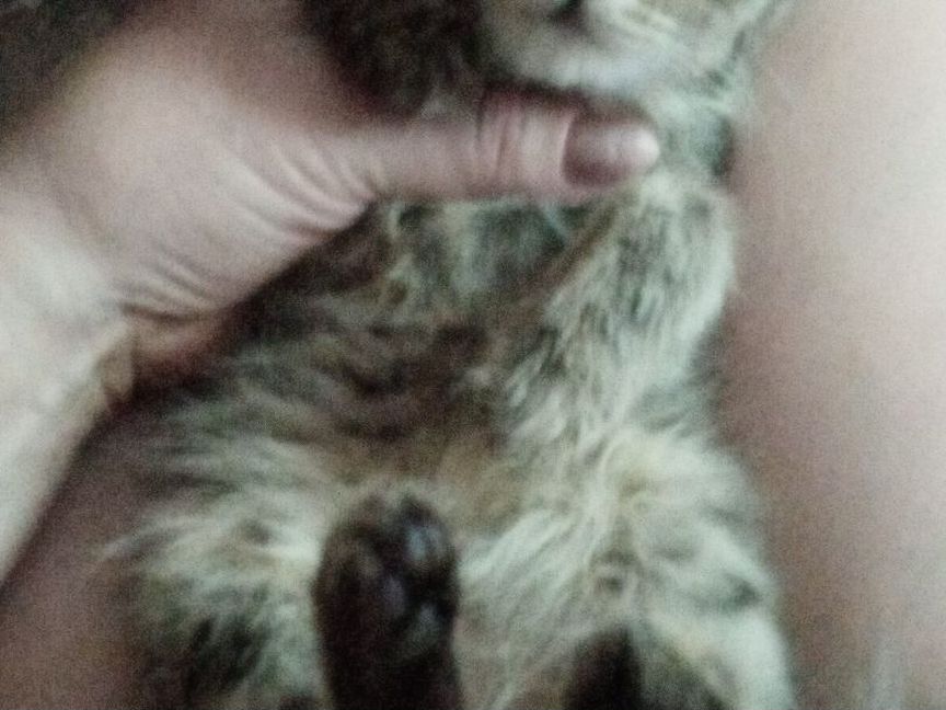 Кошка в дар