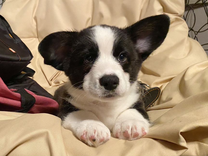 Вельш-корги кардиган щенок