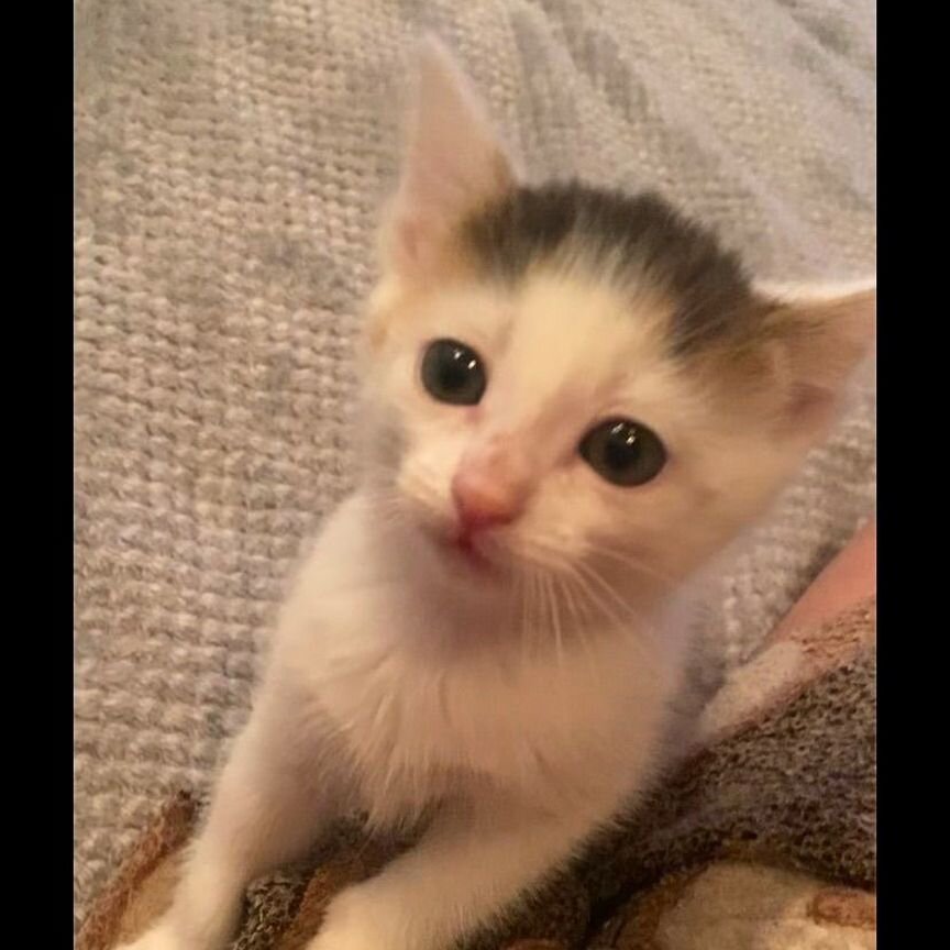 Кошечка Нюша