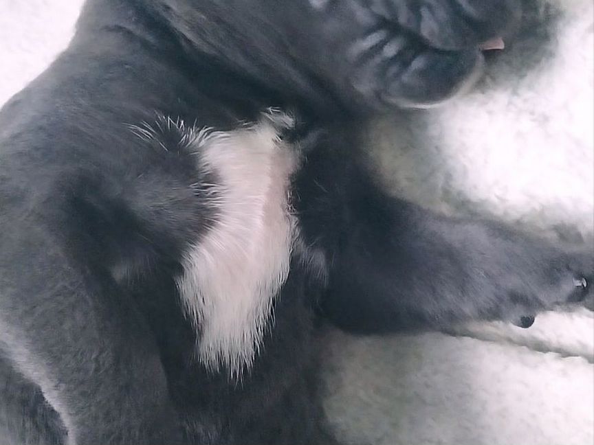 Малыши корсики