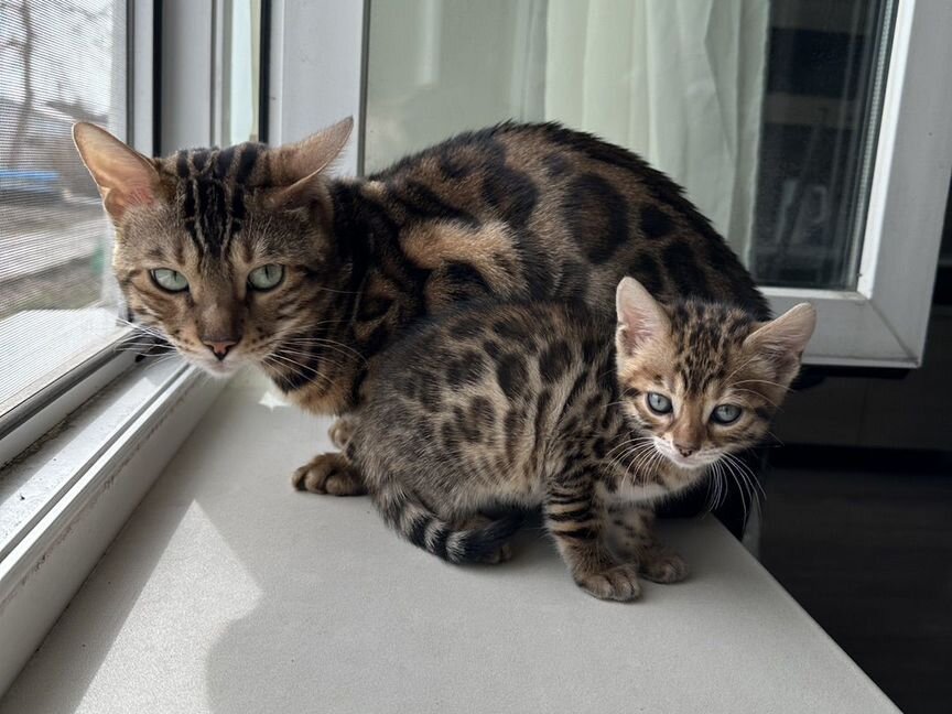 Бенгальские котята
