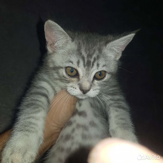 Котенок мальчик шотландец