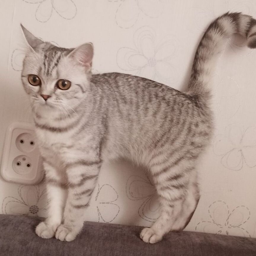 Шотландская кошечка