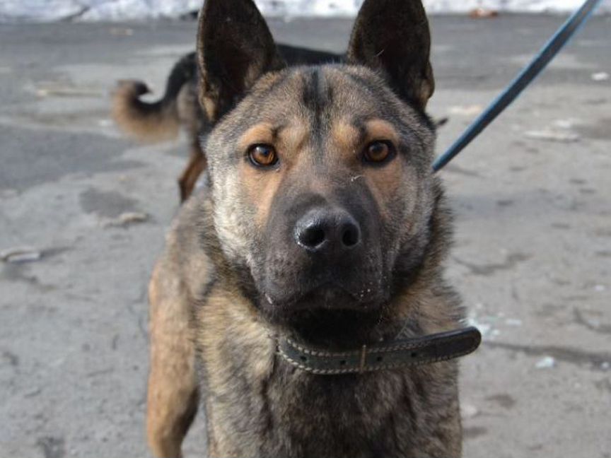 Рэм ищет дом