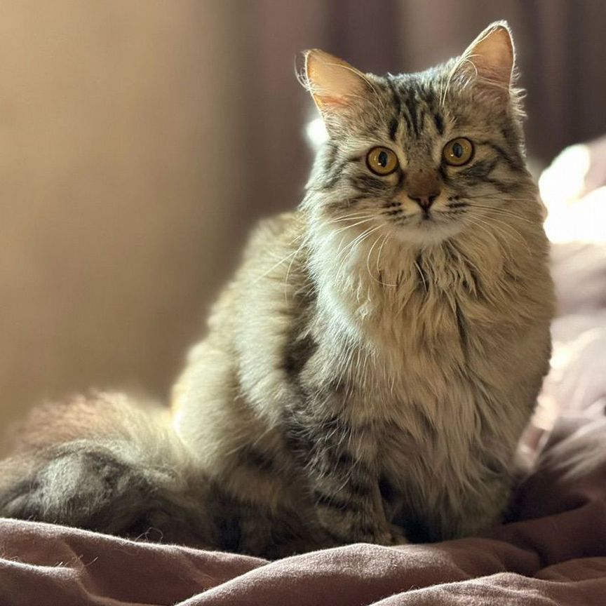 Кошка 8 месяцев