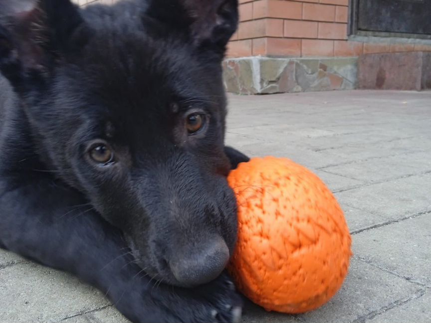 Щенки немецкой овчарки