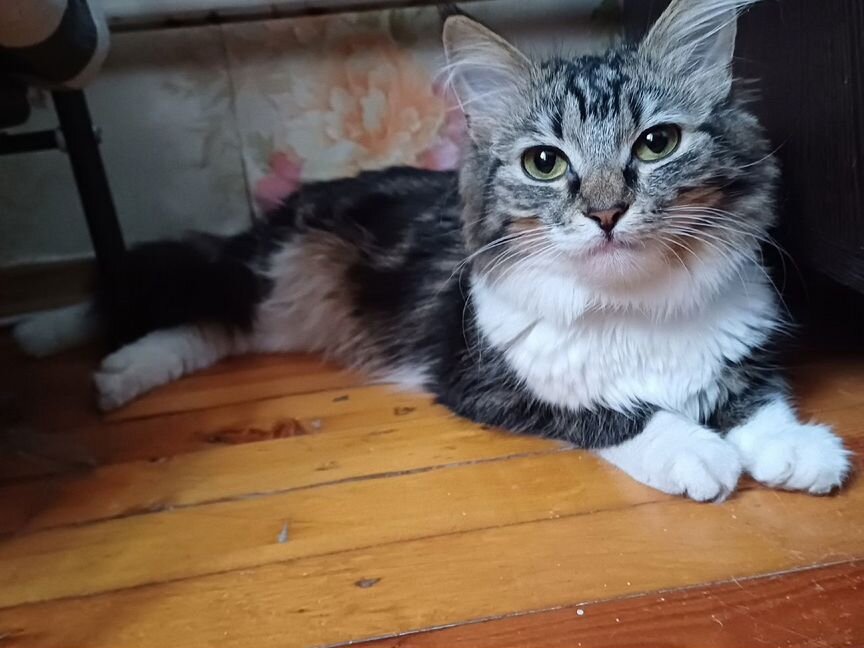 Кошечка подросток ищет дом