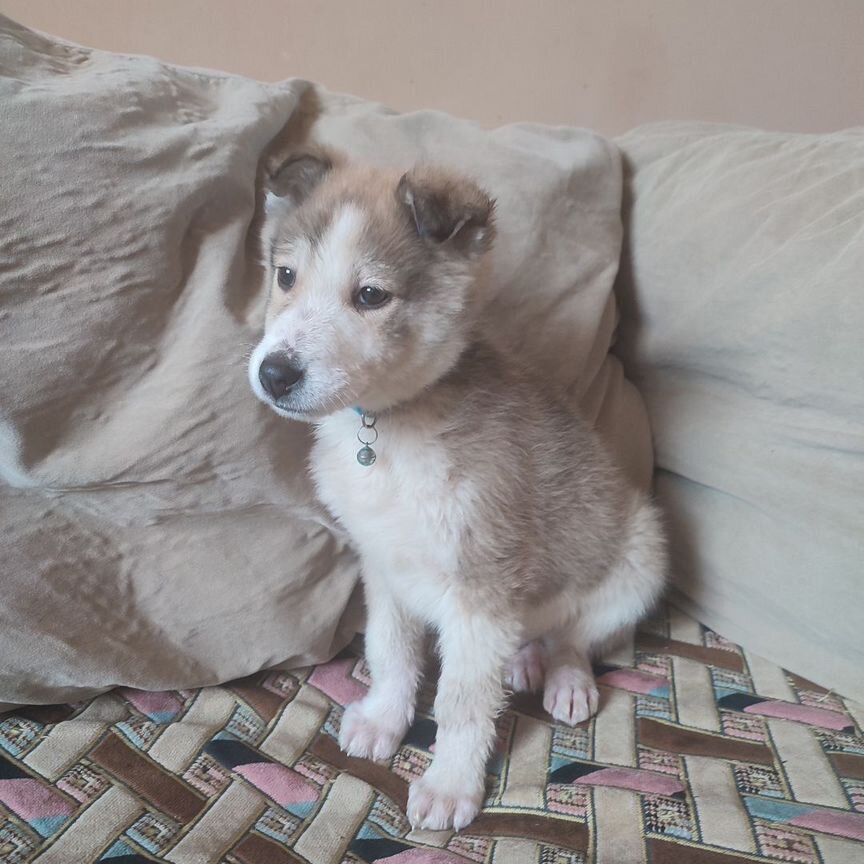 Передам маленького друга